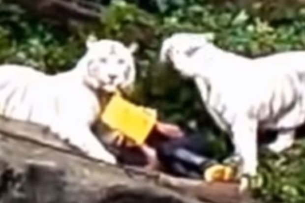 No, the tigers at Sunway Lagoon did NOT attack anyone. | weehingthong